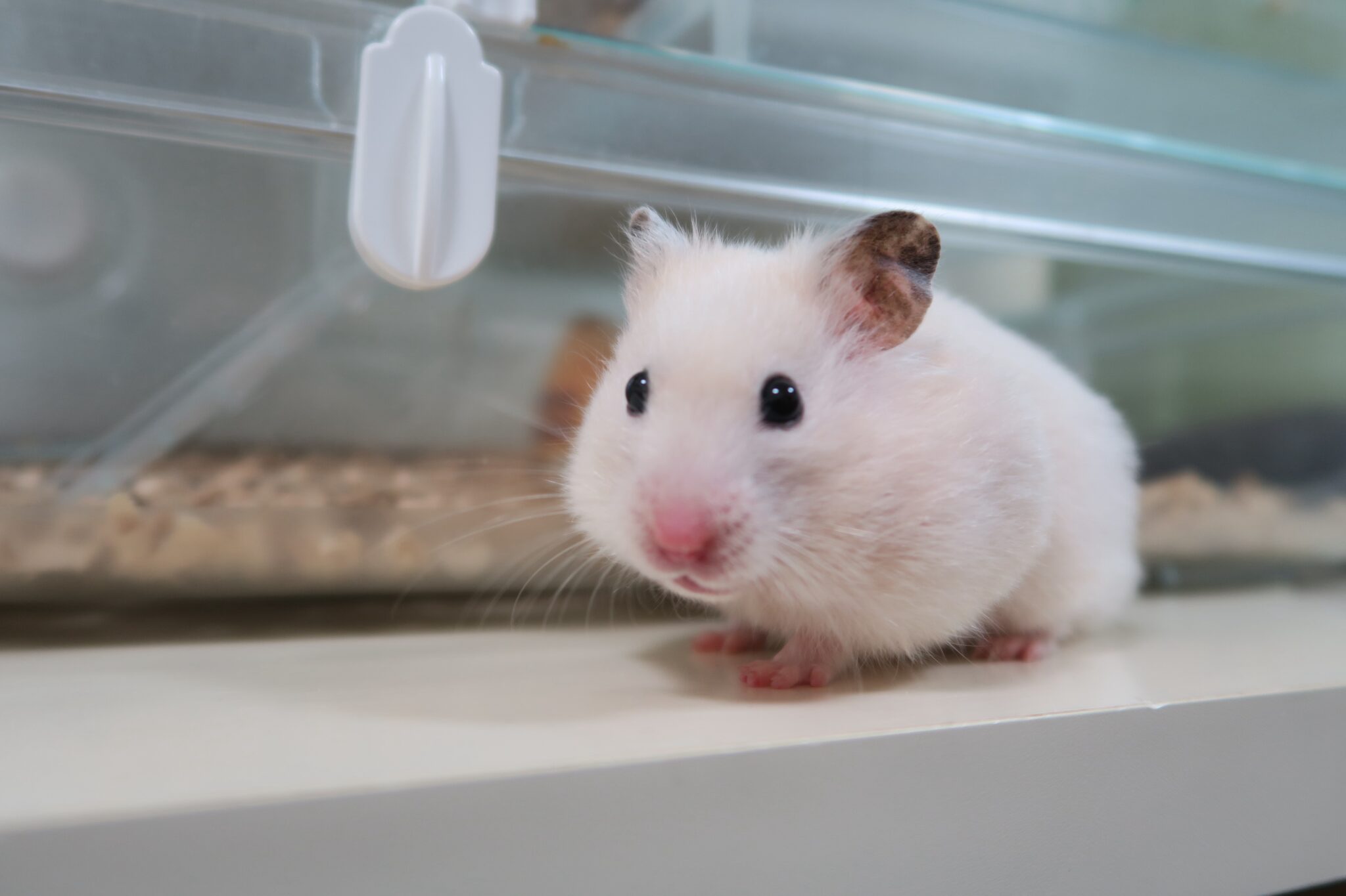 [With Photos] Hamster Behaviors and Their Meanings