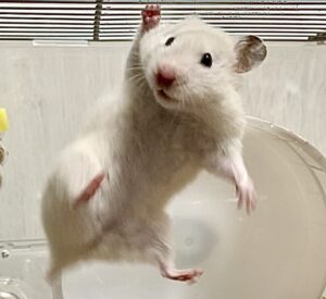 [With Photos] Hamster Behaviors and Their Meanings