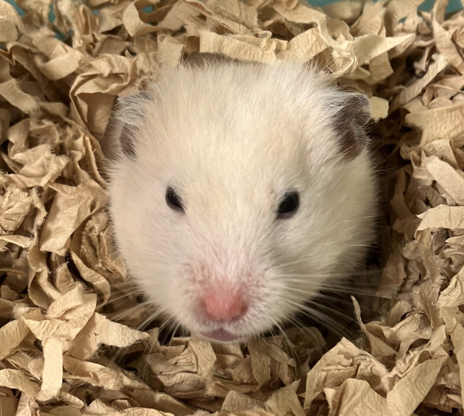 [With Photos] Hamster Behaviors and Their Meanings